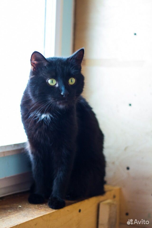 Кот ищет дом