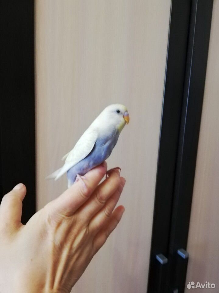Попугай