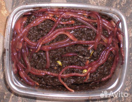 Черви навозные