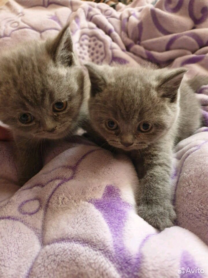 Шотландские мурчалки и котики
