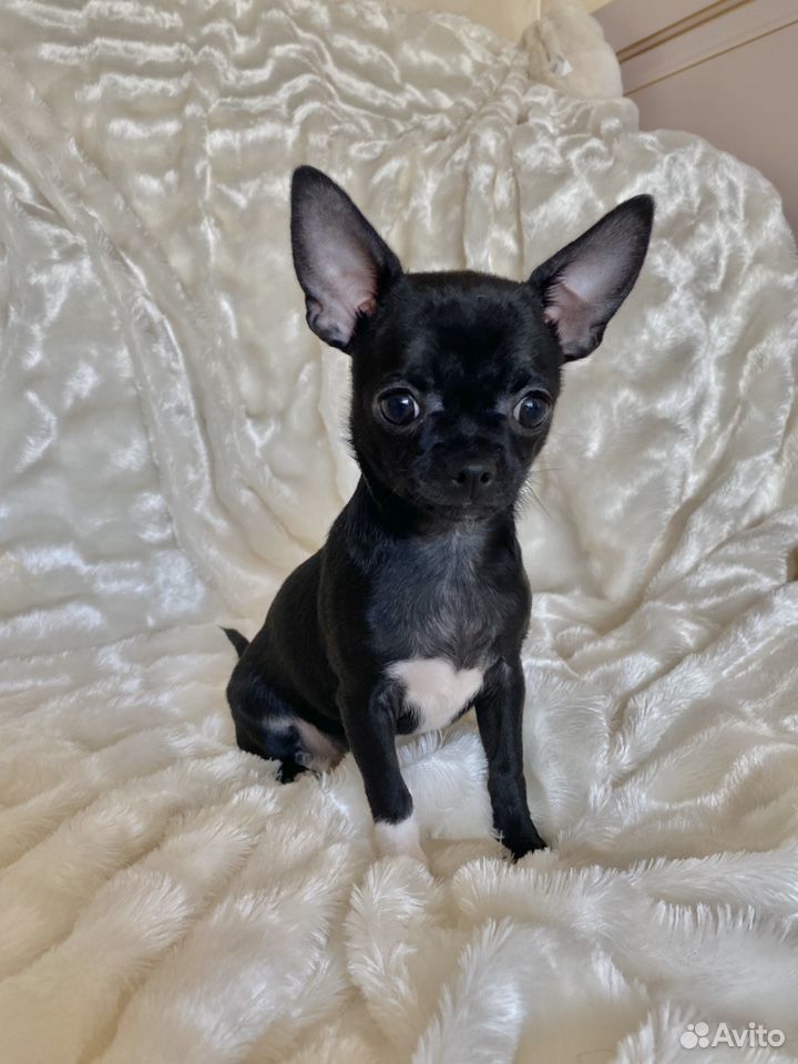 Чихуахуа очаровательная минидевочка
