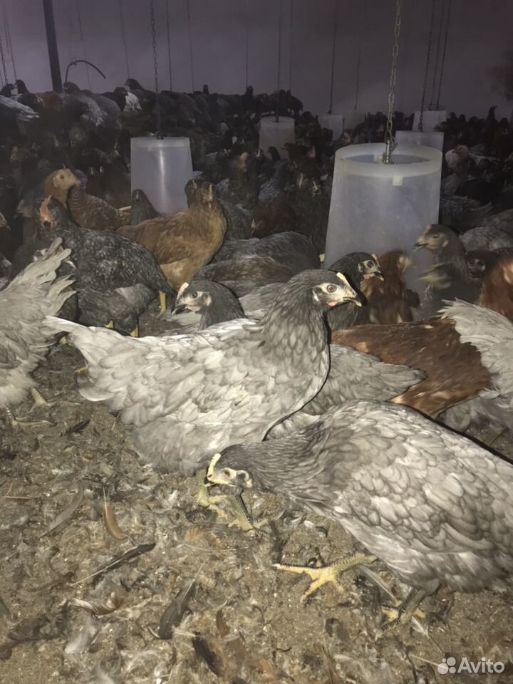 Куры Доминант