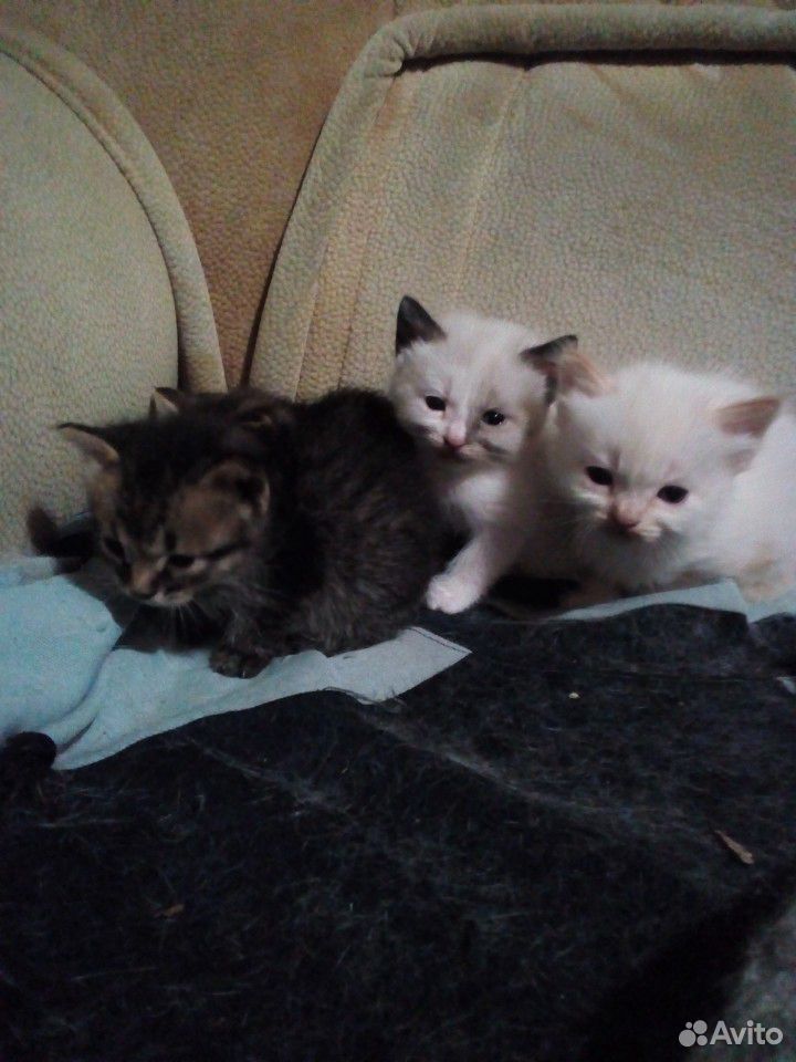 Кошка