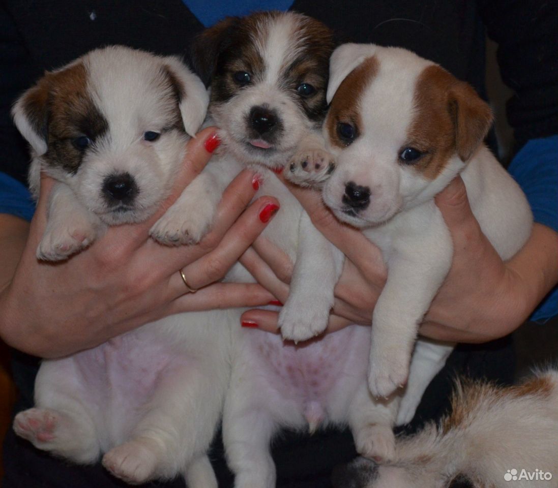 Симпатяжки Джек расселы