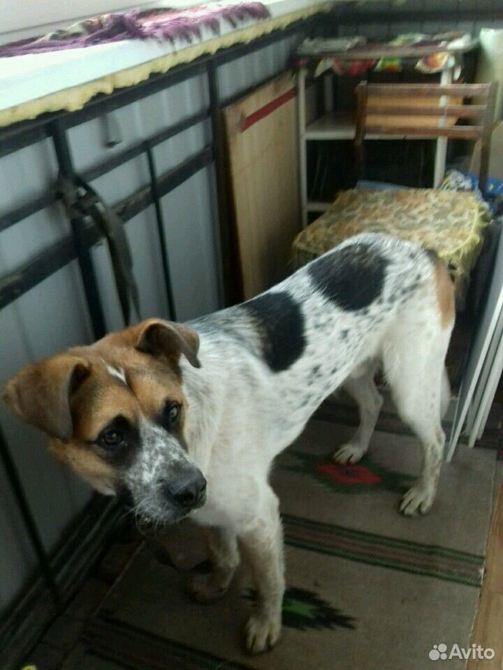 Найден кобель чтз