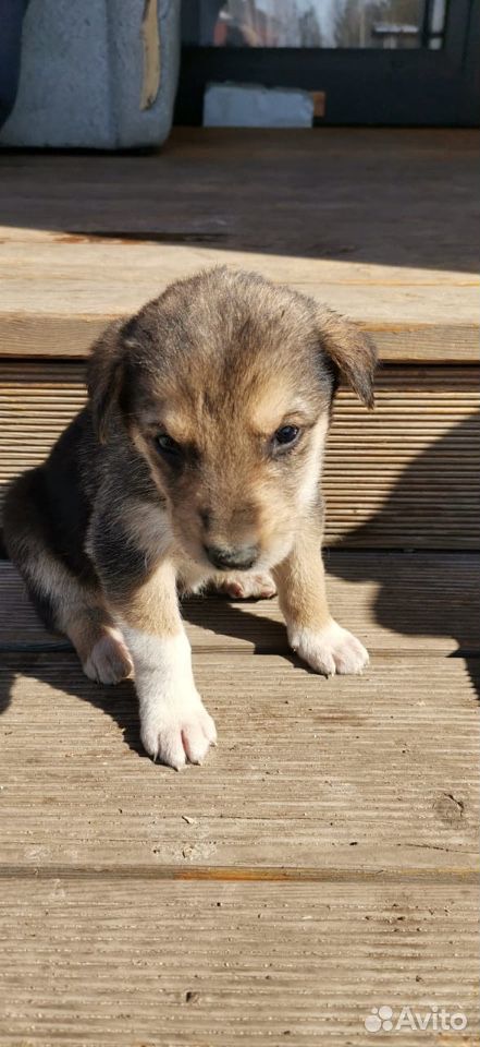 Собака (щенки)