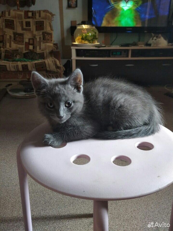 Котенок