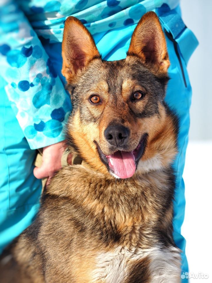 Бублик ищет дом