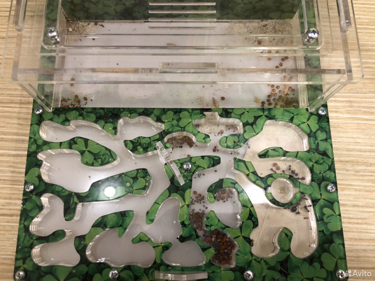 Продам формикарий с муравьями