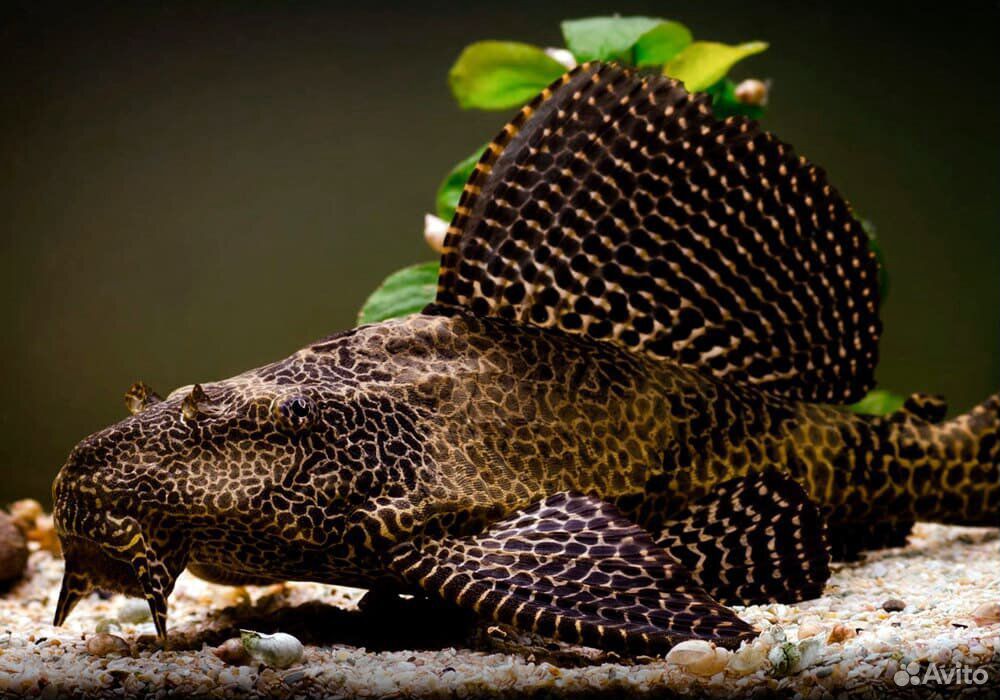 Птеригоплихт