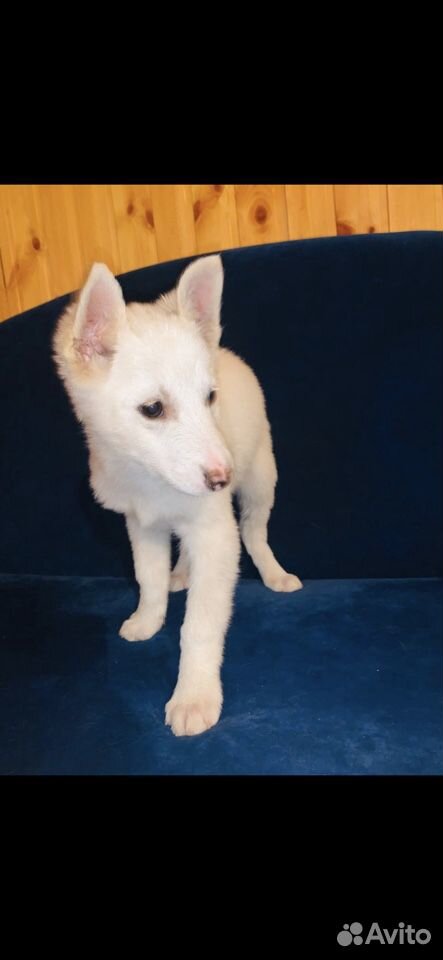 В добрые руки кобелёк