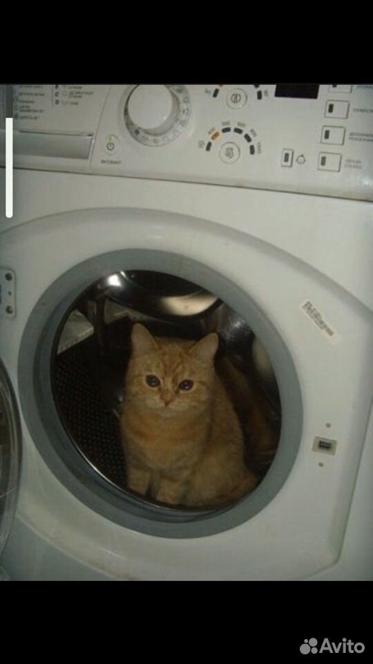 Кошка 6 лет
