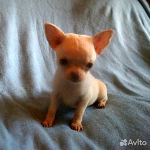 Мини девочка Роксана