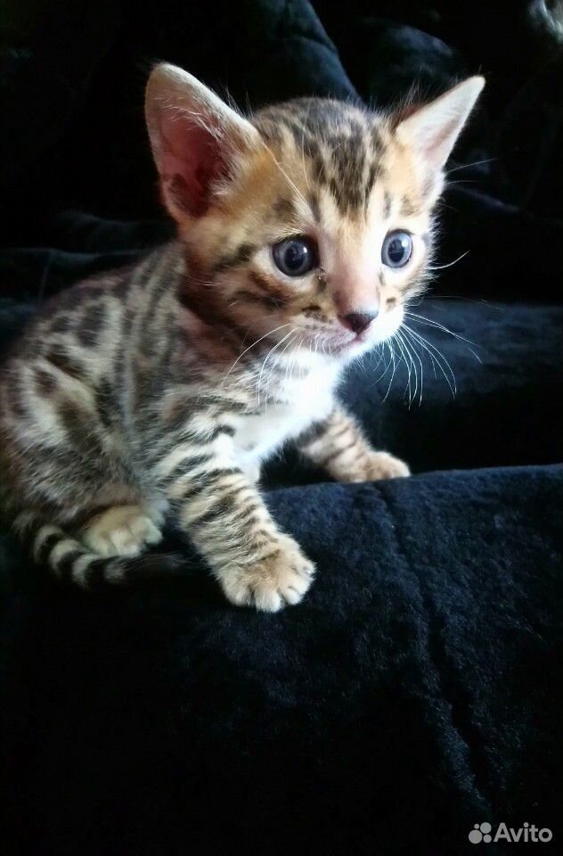 Бенгальская