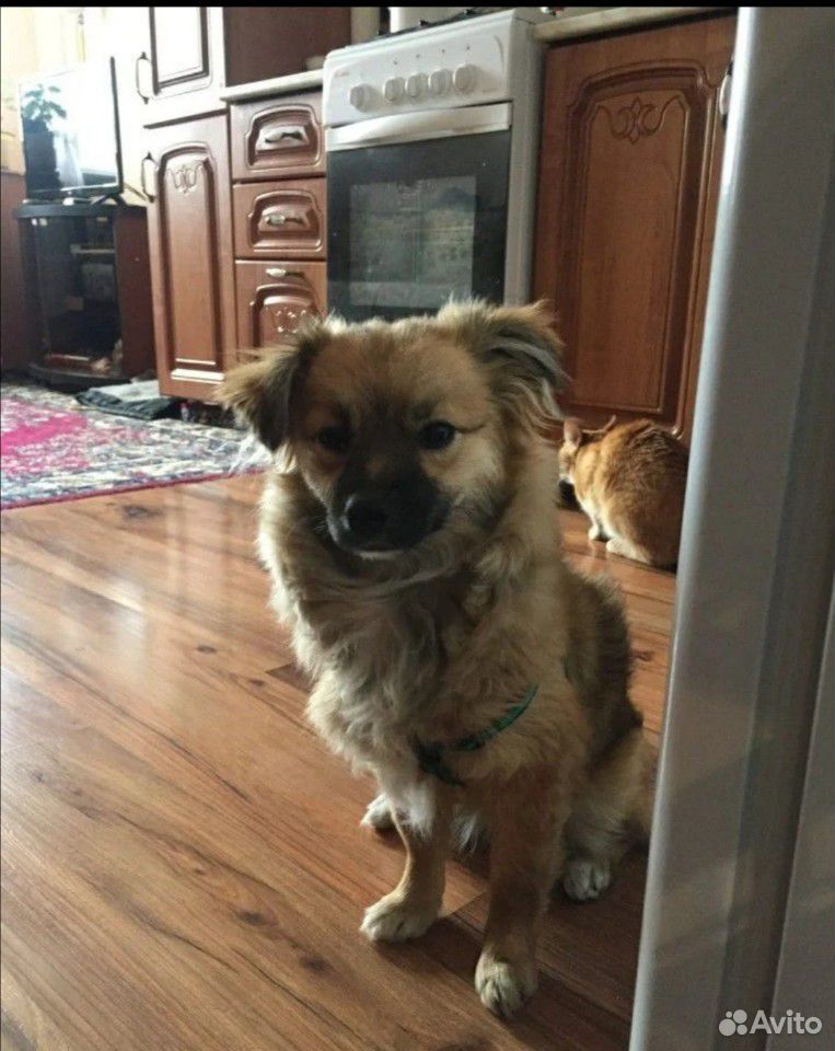 В очень добрые руки