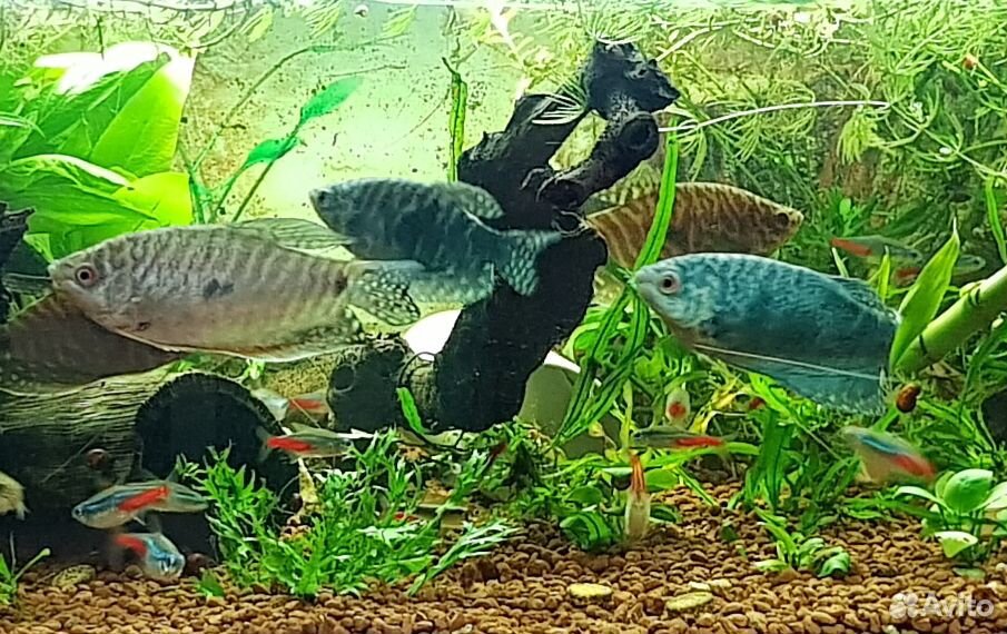 Гурамми мраморные