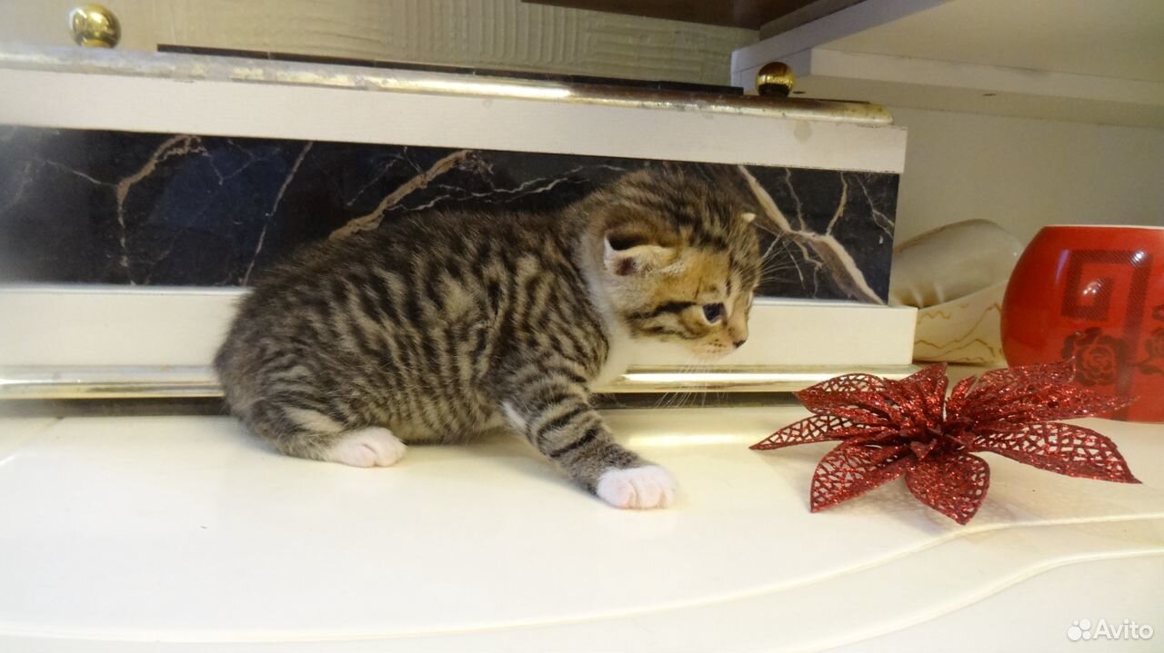 Британский вислоухий котенок (мальчик)