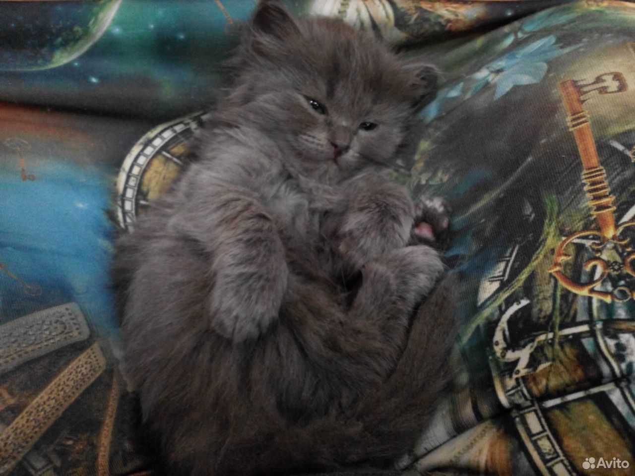 Котята британских кровей