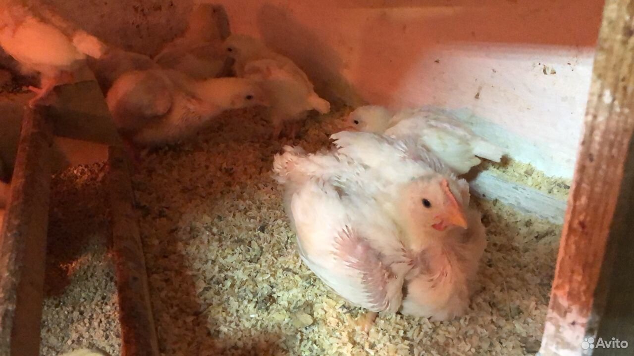 Цыплята подрощенные