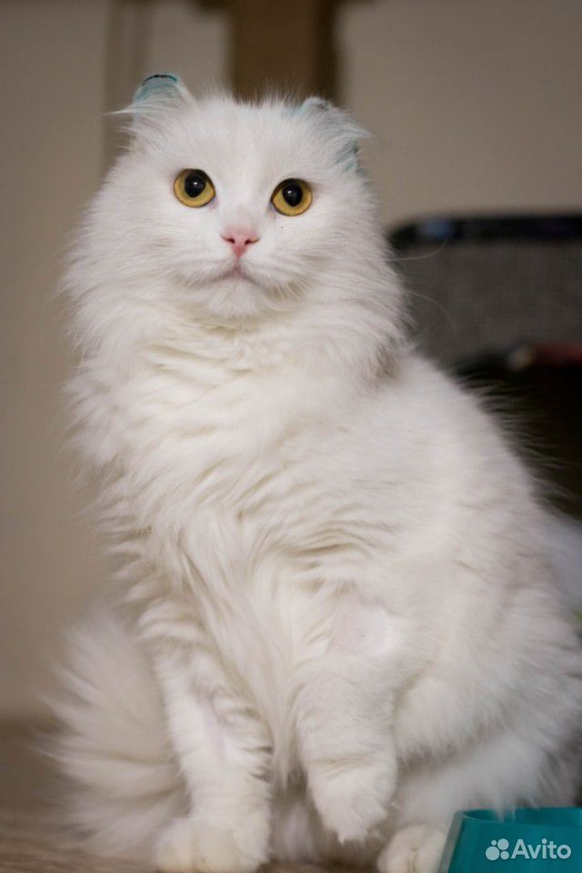 Кошка