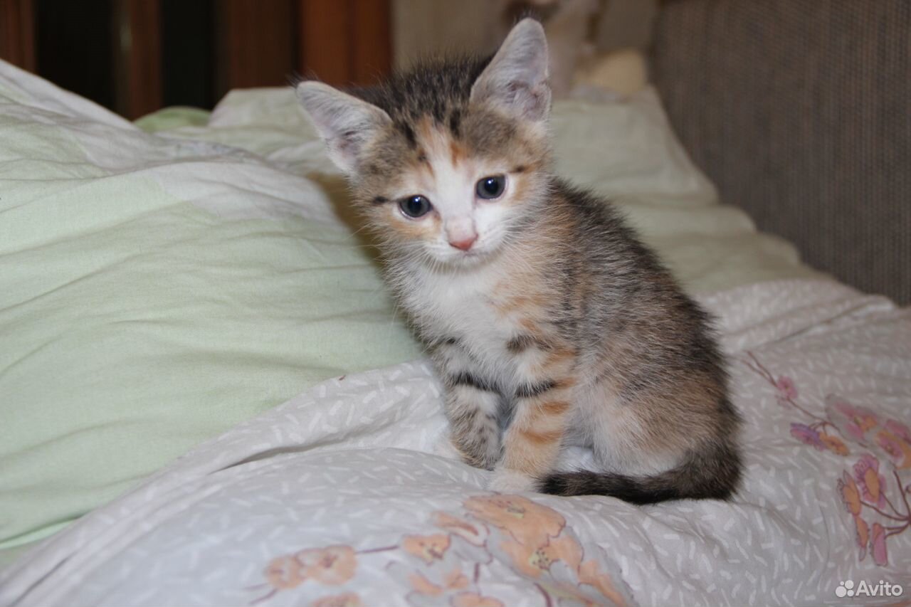 Кошечка 1, 5 месяца