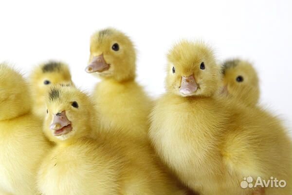 Суточный молодняк утки Мулард