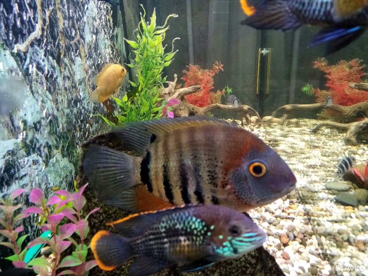 Рыба Северум Роктейл