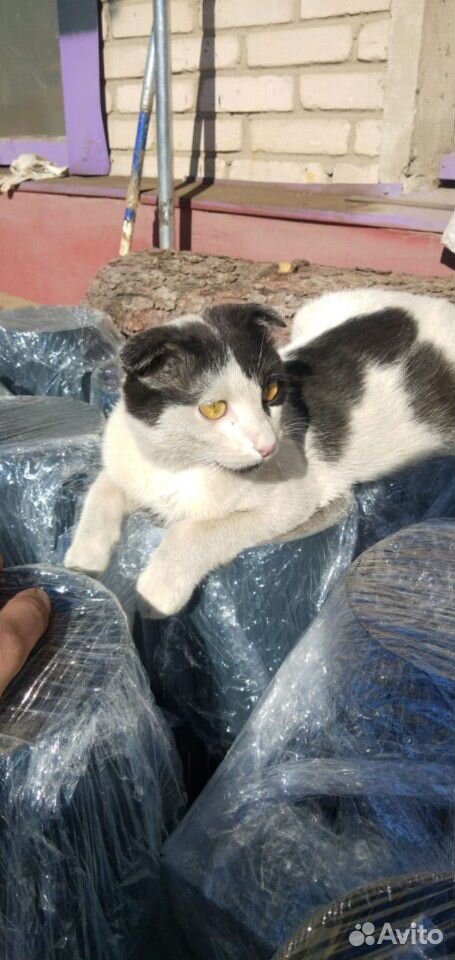 Котику нужен дом