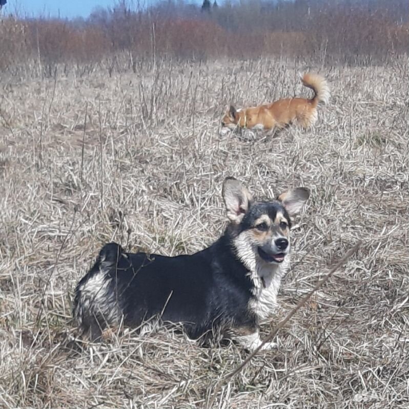 Собака