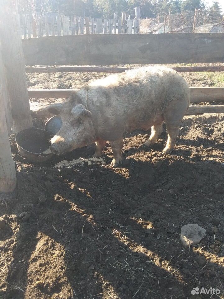 Хряк, поросята