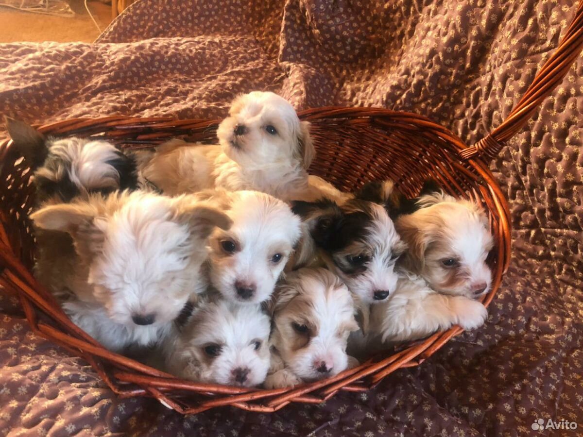 Собака