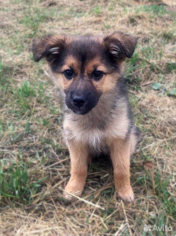 Милочка ищет дом