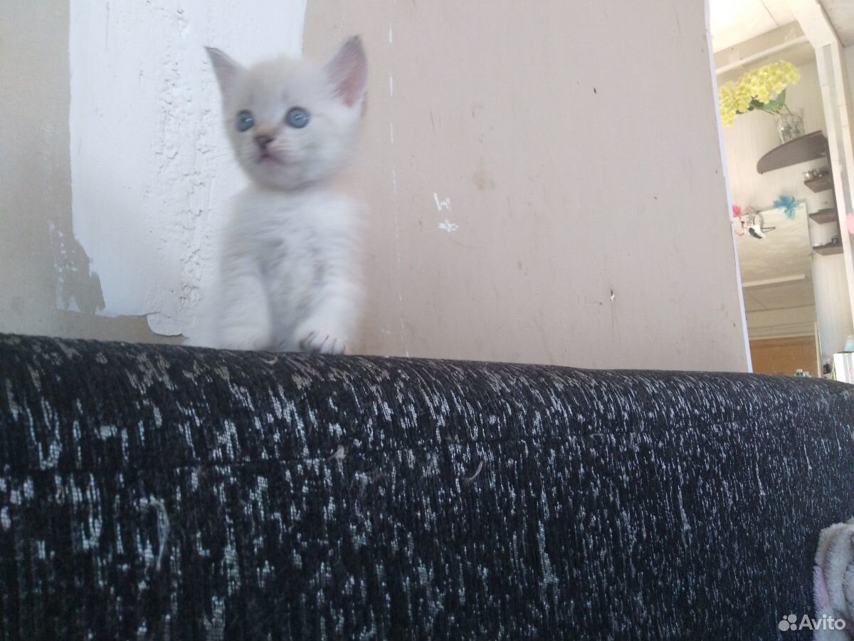 Бриташка-Симпатяшка