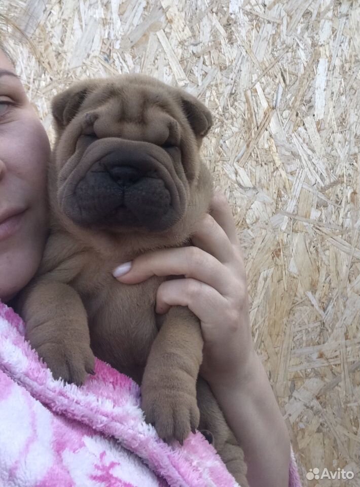 Щенок шарпея, девочка