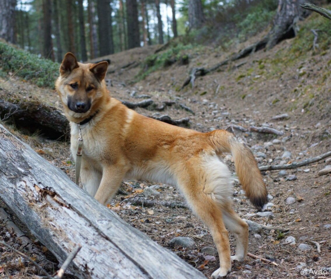 Щенок, роскошный Томмен ищет хозяина