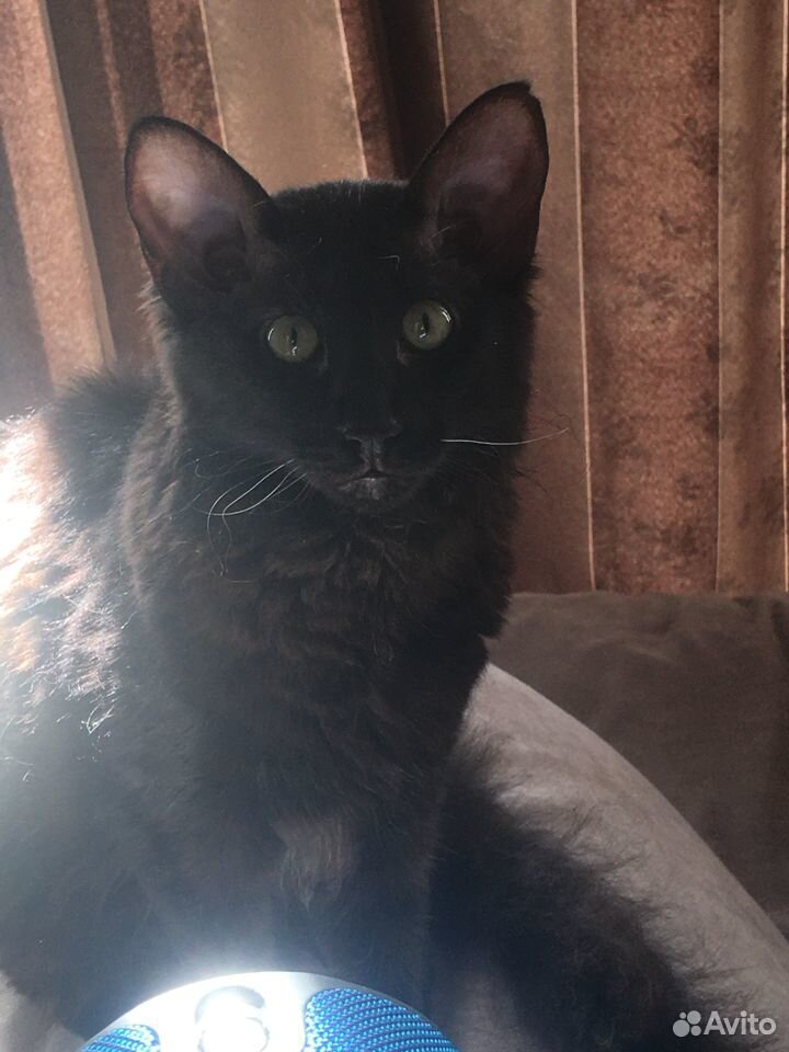 Отдам кошечку в добрые руки