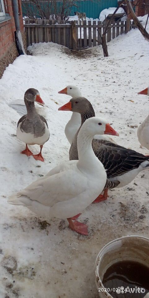 Яйцо гусиное инкубационое
