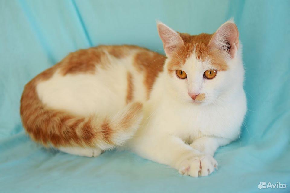 Нежная, ласковая, умника кошечка-красавица Зоя