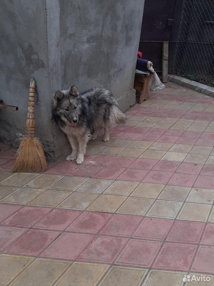 Собака