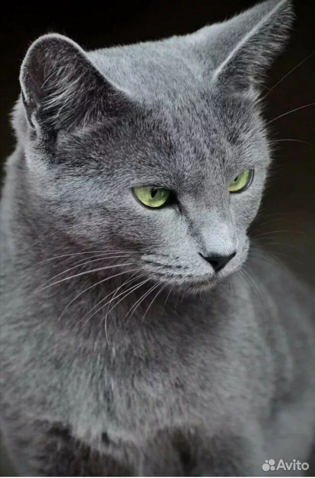 В добрые руки