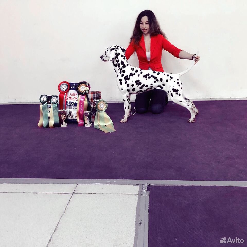 Отдам Далматина,девочка шоу класса
