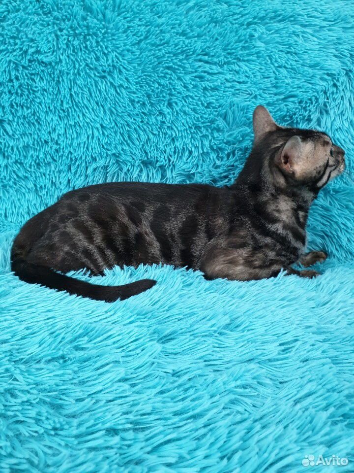 Бенгальская кошечка редкого сереряно-угольного окр