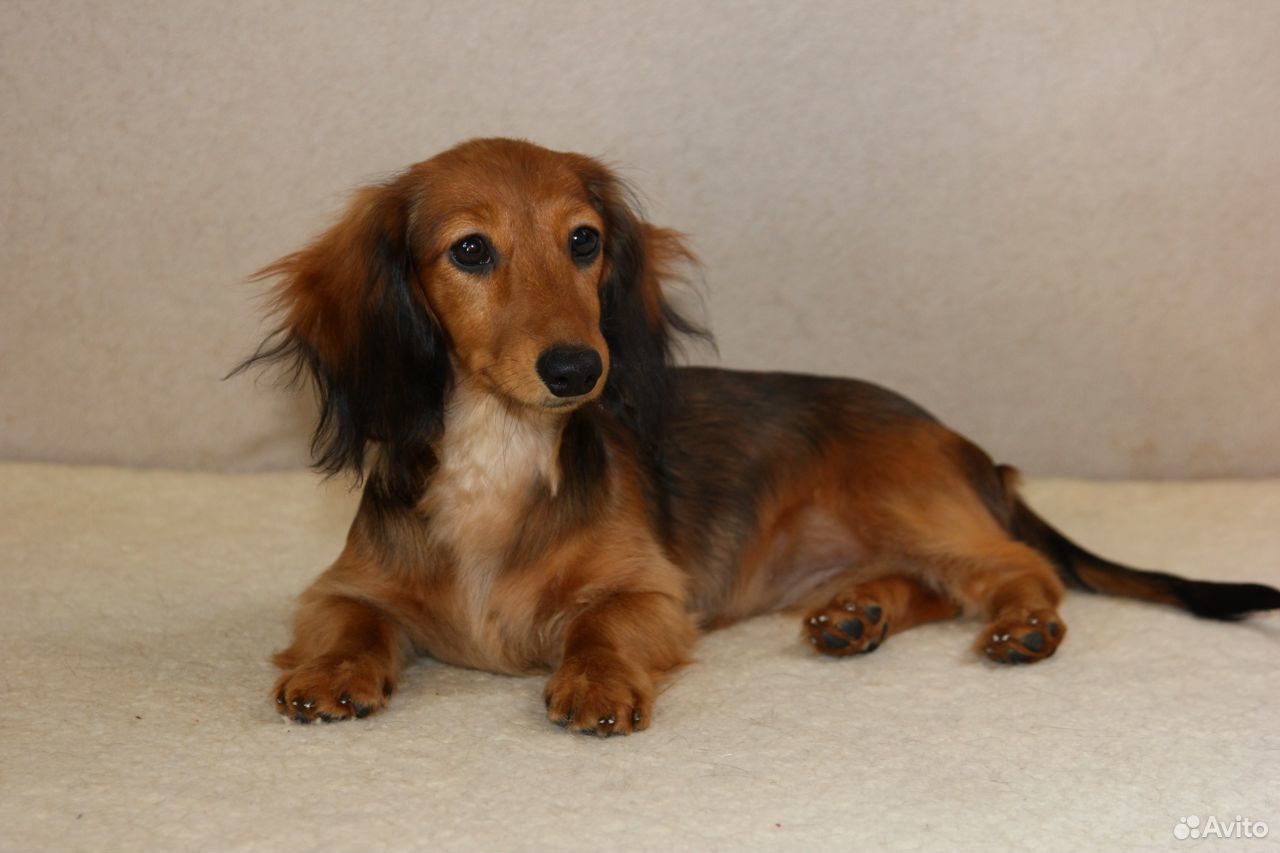 Длинношерстная рыжая девочка кроличья/мини