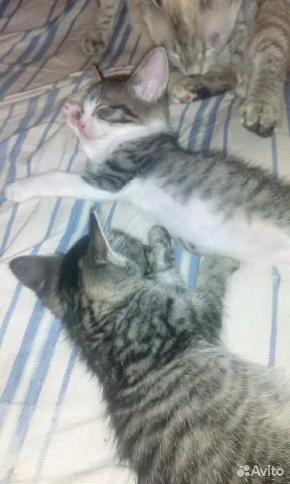 Котята в добрые руки