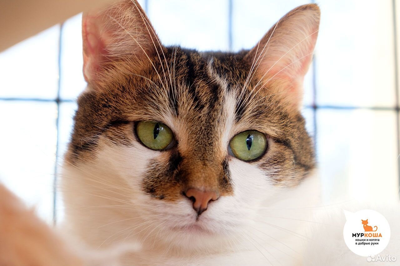 Робкая Лизонька мечтает о хозяине