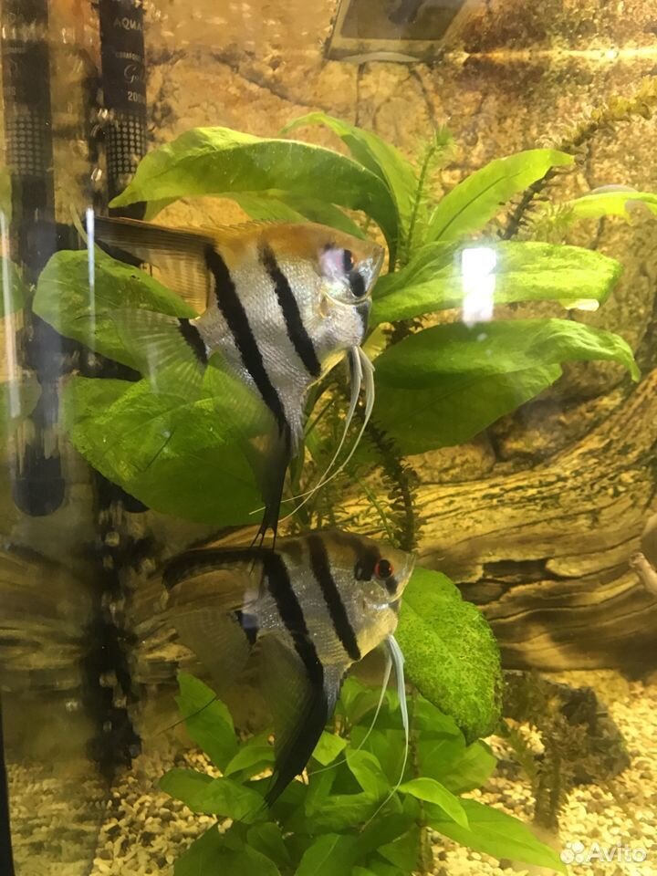 Скалярии обмен