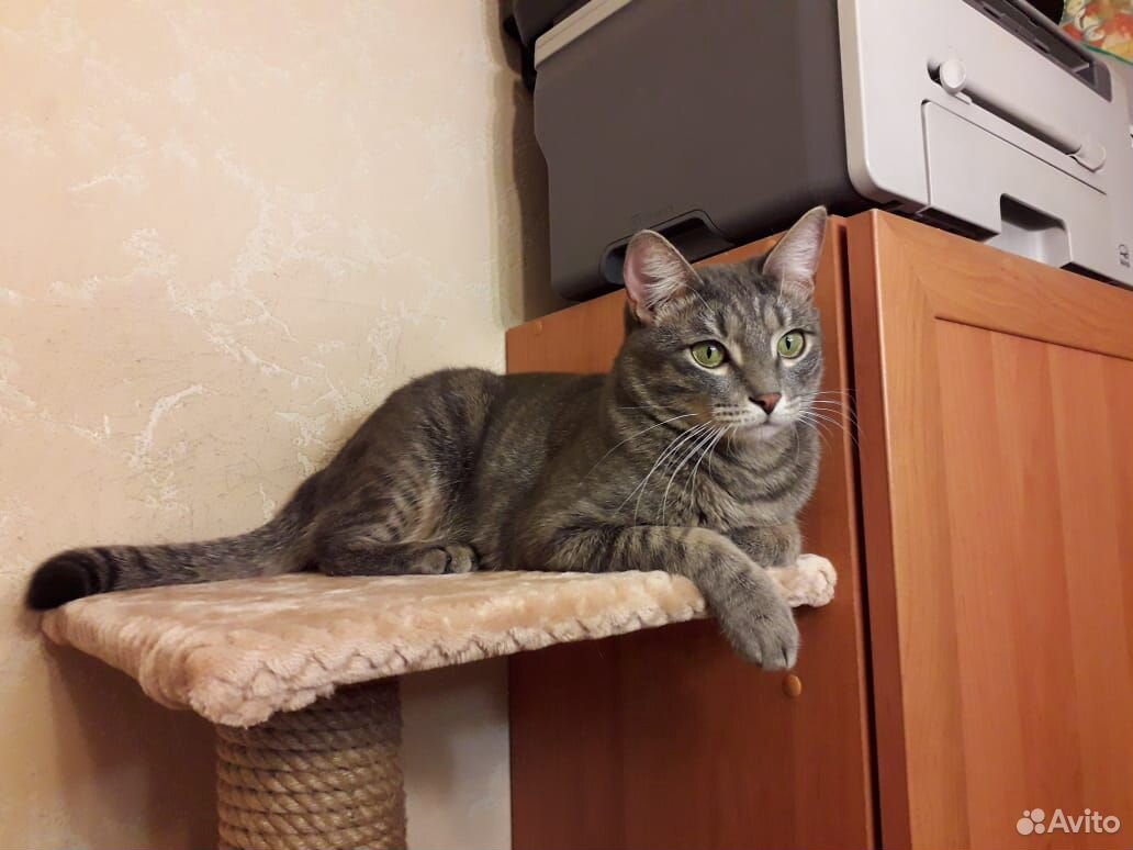 Дымок ищет добрые ручки