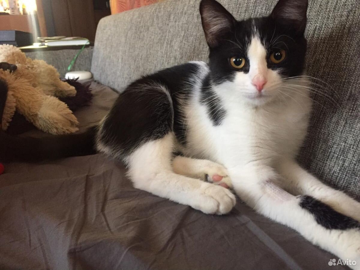 Кошка