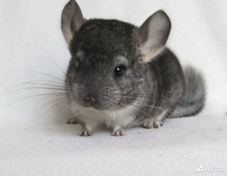 Шиншиллы