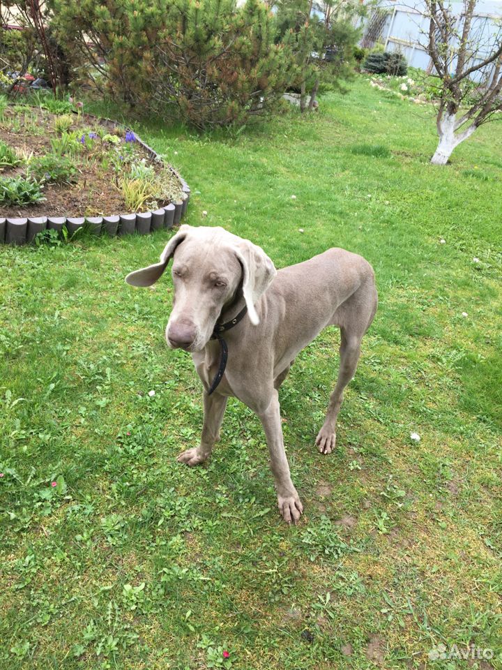 Веймаранер